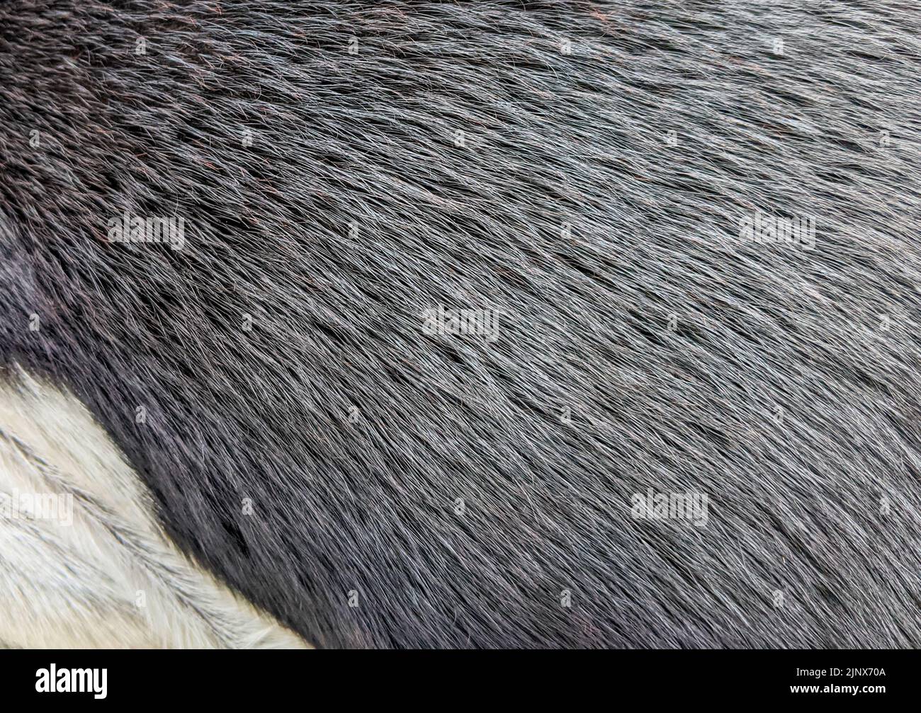Black and white hairy texture of a bull skin Stock Photo - Alamy