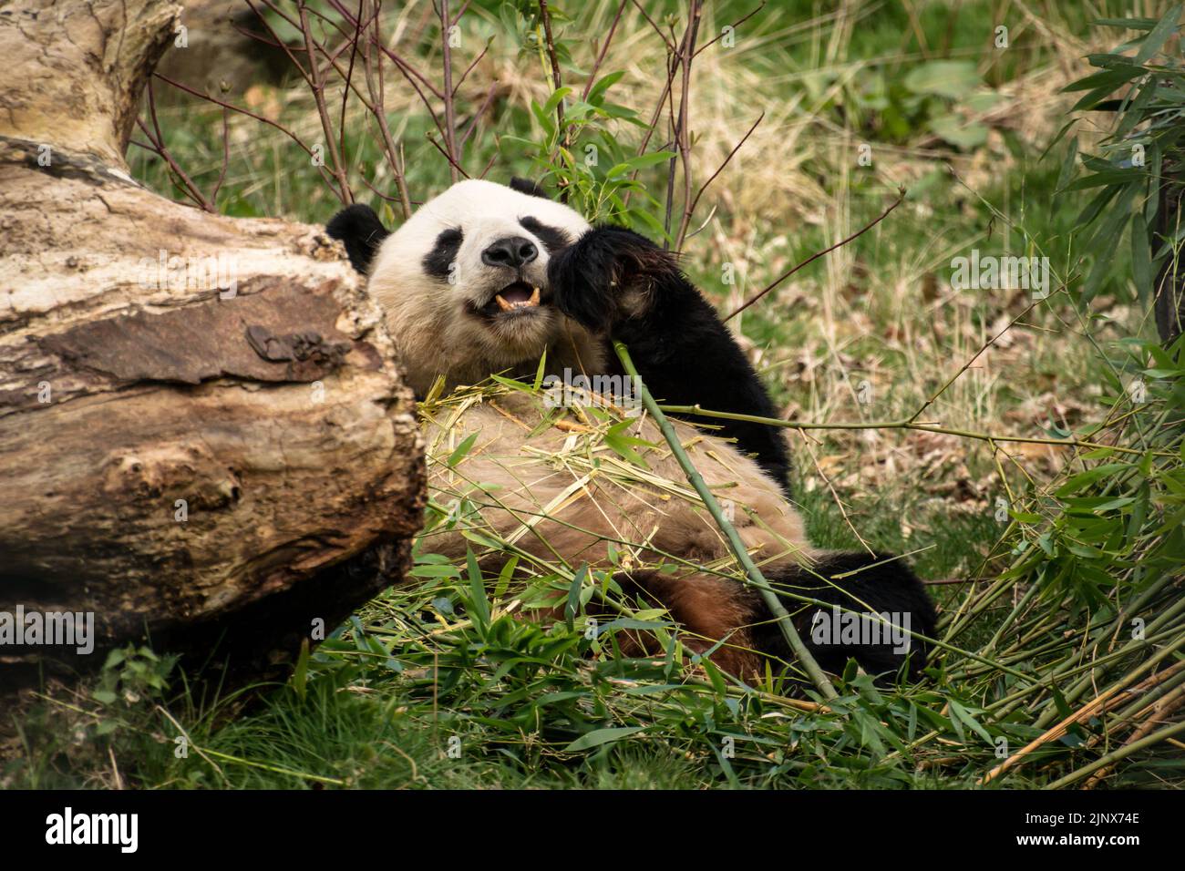 Panda eating stick hi-res stock photography and images - Alamy