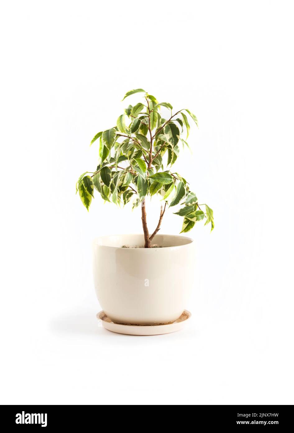 Potted Ficus benjamina plant isolated on white background Stock Photo ...