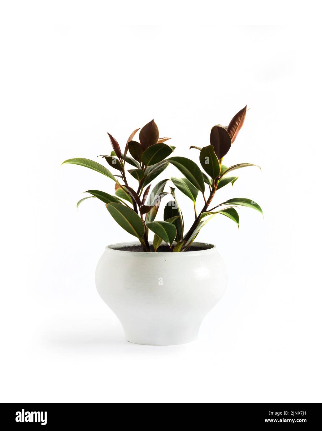 Rubber plant (Ficus elastica Melany) in white flower pot isolated on ...