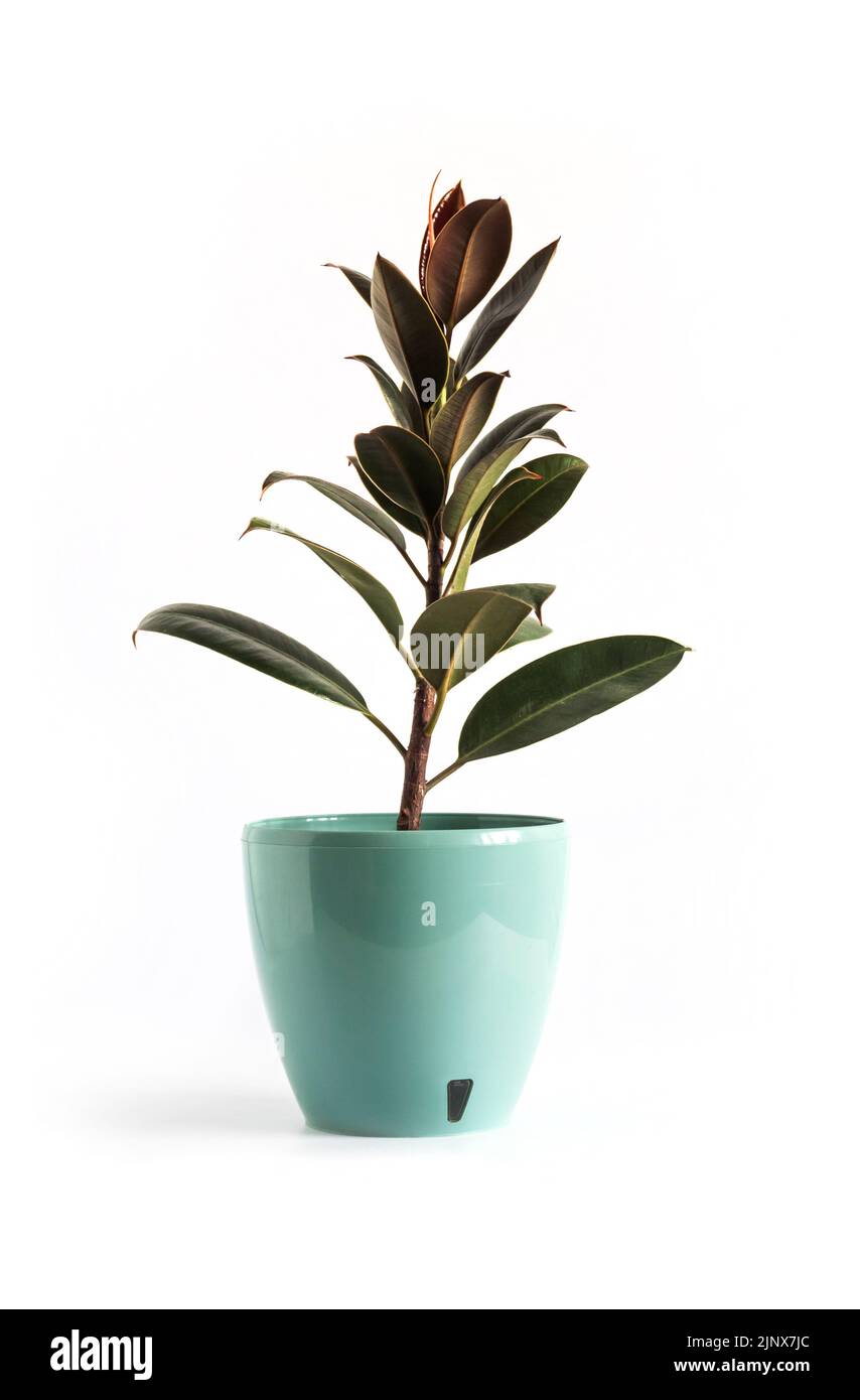 Rubber plant (Ficus elastica Melany) in turquoise flower pot isolated ...