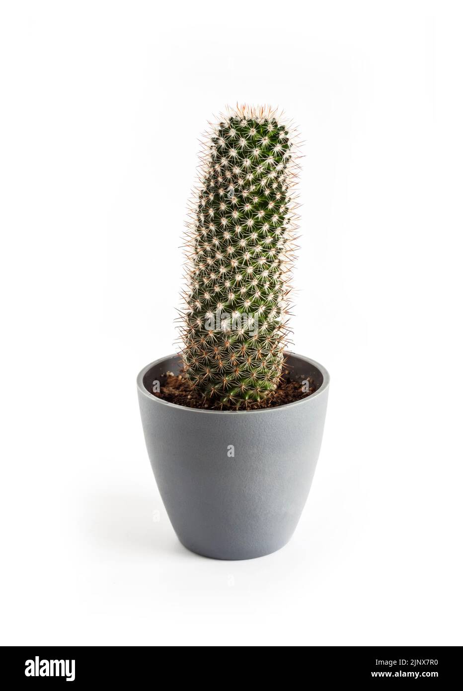 Mammillaria cactus in a pot isolated on white background Stock Photo - Alamy