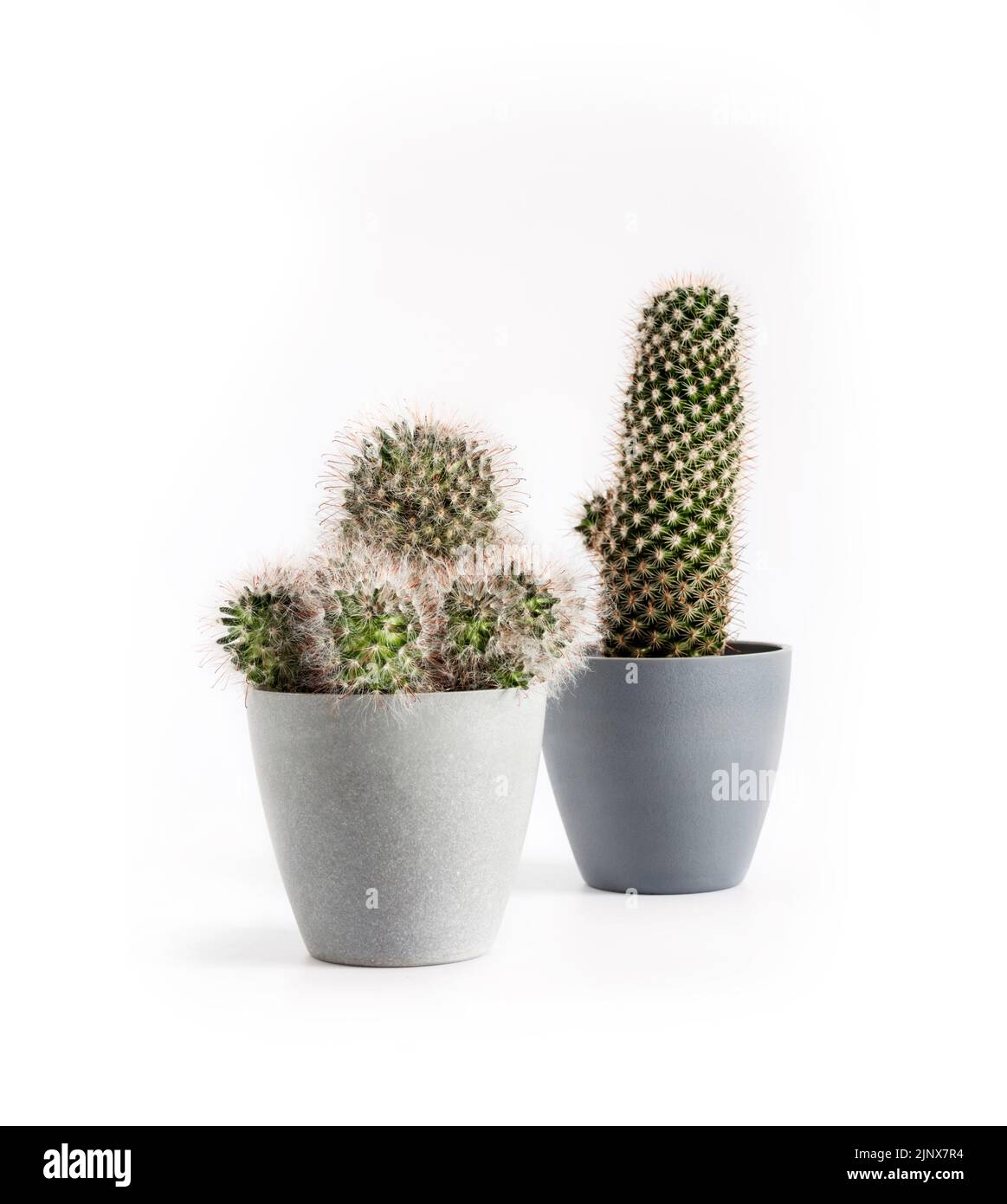 Potted Mammillaria cacti isolated on white background. Copy space Stock Photo - Alamy