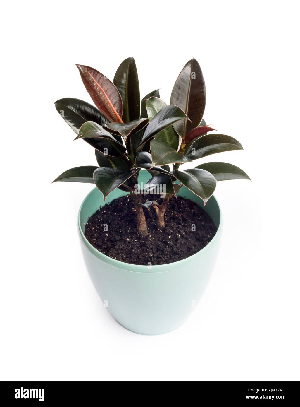 Young Rubber plant (Ficus elastica Melany) in turquoise flower pot ...
