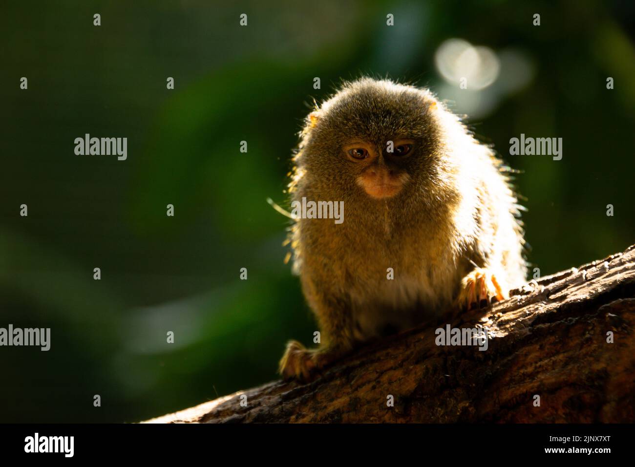 Pygmy marmoset sitting on a tree branch looking down towards the ground ...