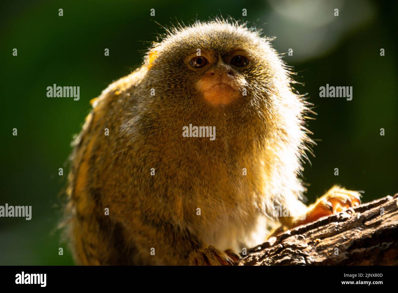 Pygmy marmoset sitting on a tree branch looking up at the sky ...