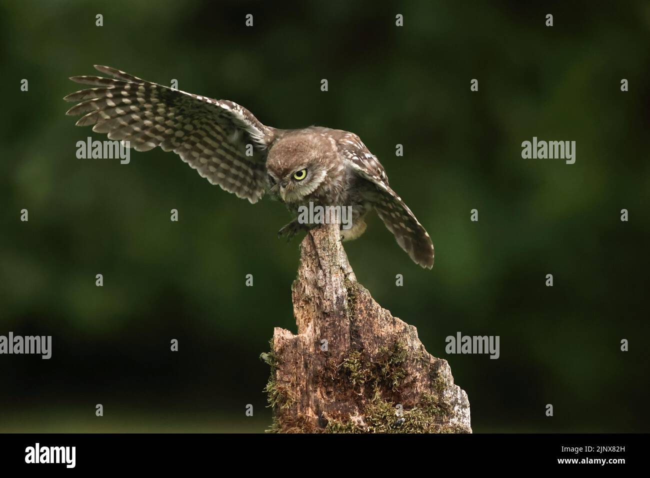 A wild little owl (Athene noctua) is stretching its wings in the ...