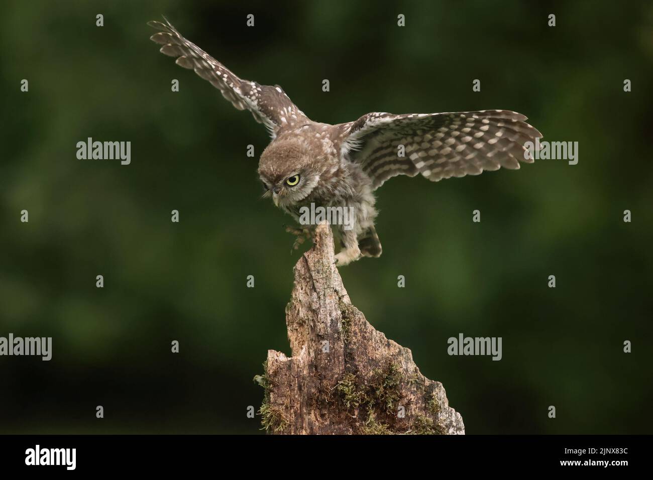 A wild little owl (Athene noctua) is stretching its wings in the ...