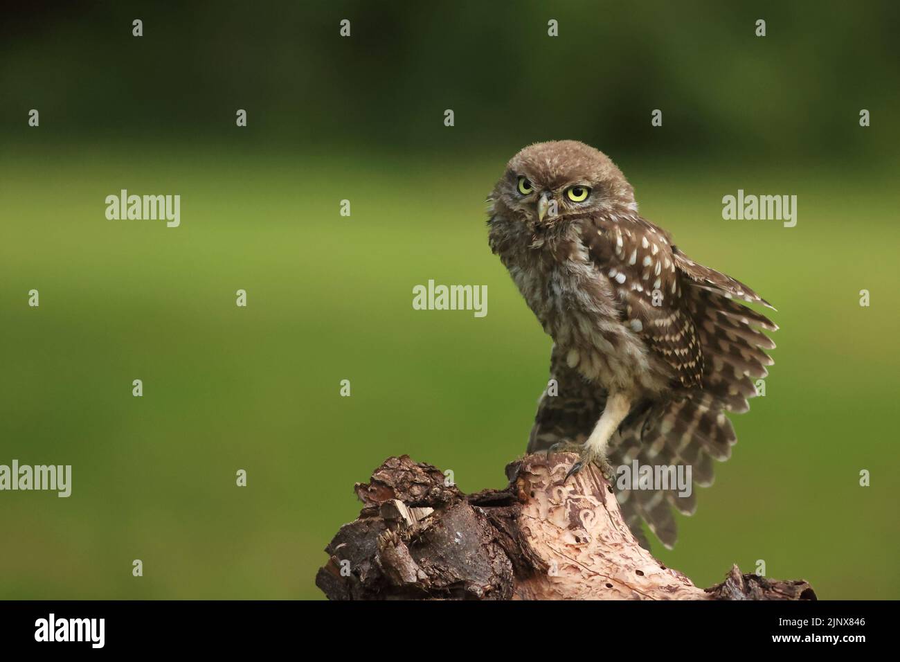 Little owl spread out wing hi-res stock photography and images - Alamy