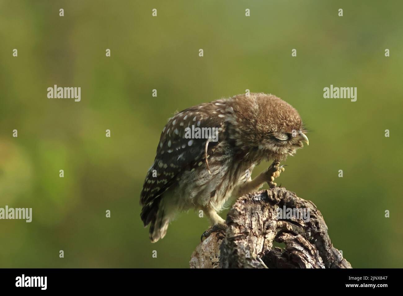 Little owl cleaning hi-res stock photography and images - Alamy