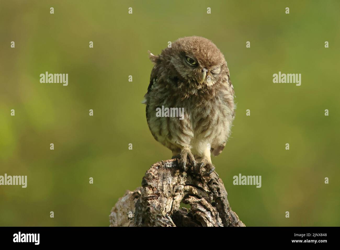 Little owl waking up hi-res stock photography and images - Alamy