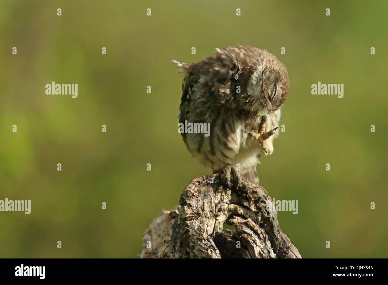 A wild little owl (Athene noctua) is scratching itself in the morning ...