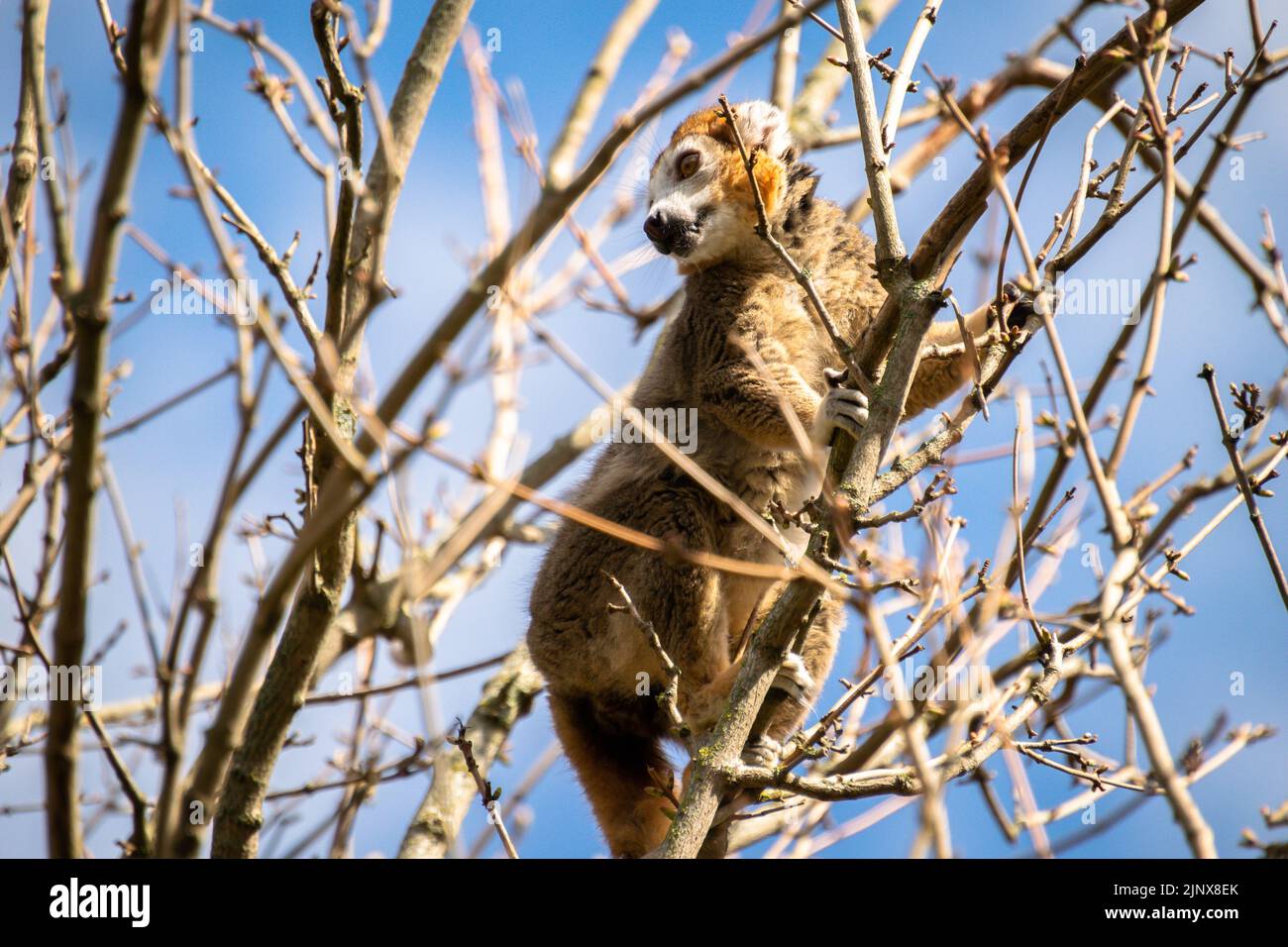 Red crowned lemur hi-res stock photography and images - Alamy
