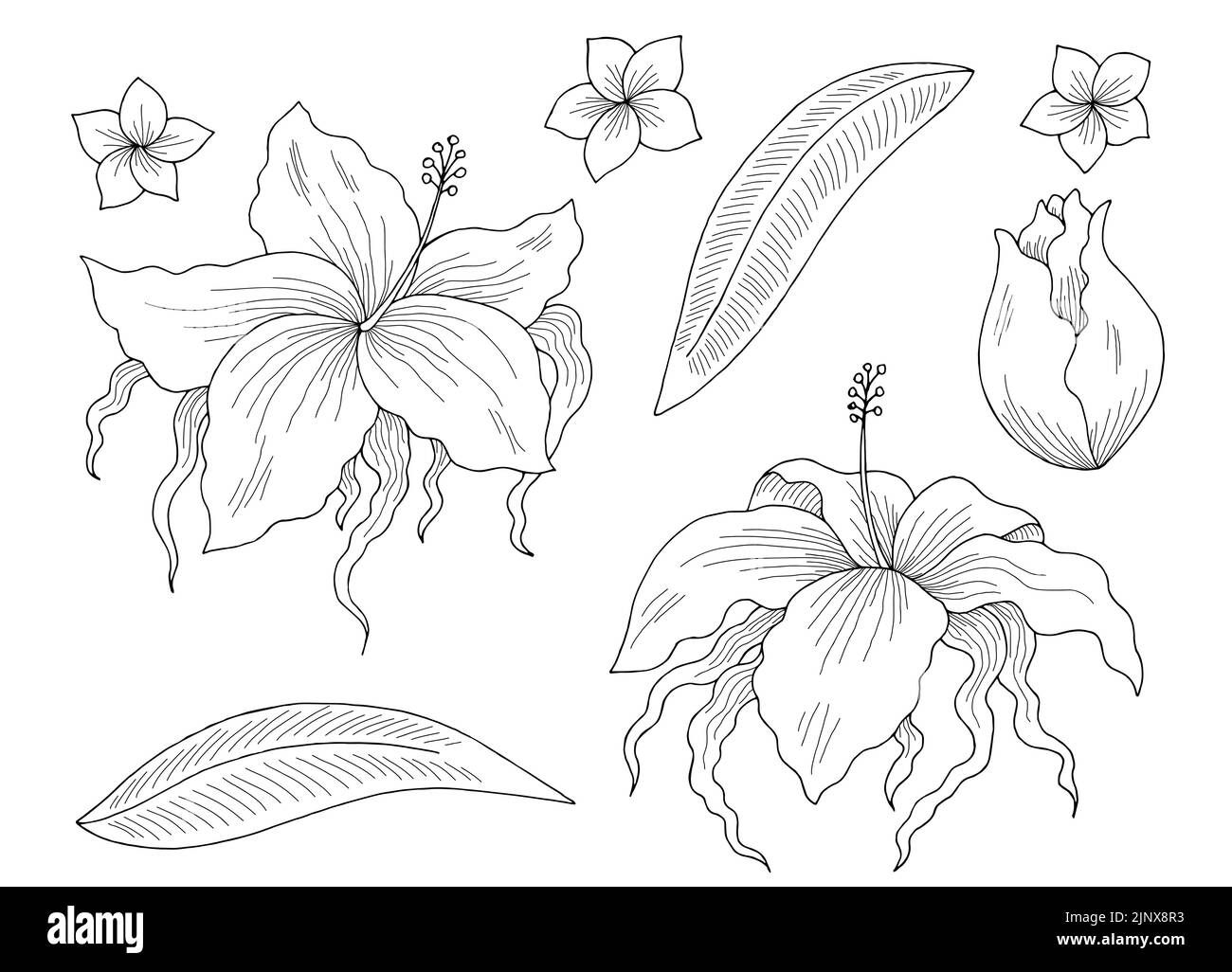 Tropical flower graphic black white isolated sketch illustration vector ...