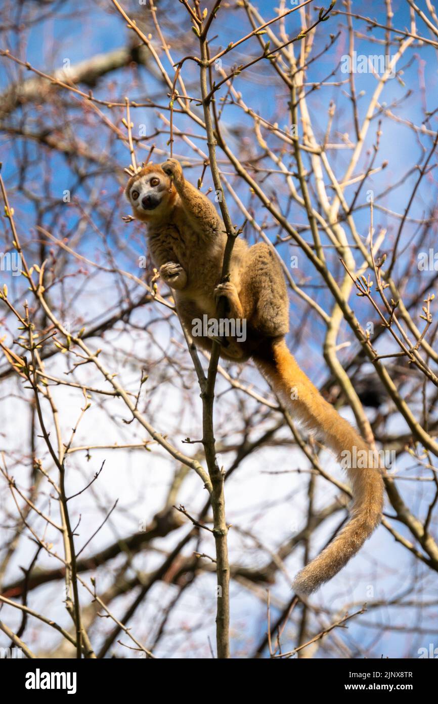 Crowned lemur climbing a tree looking for food, Edinburgh Zoo Stock ...