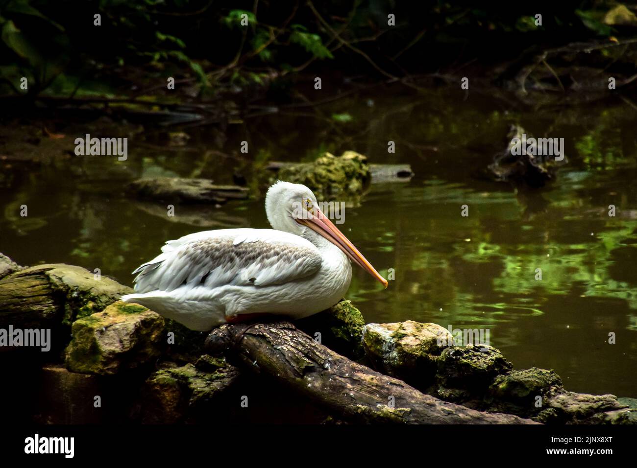 Great white pelican sitting on a log beside a pond in a zoo, Mexico ...