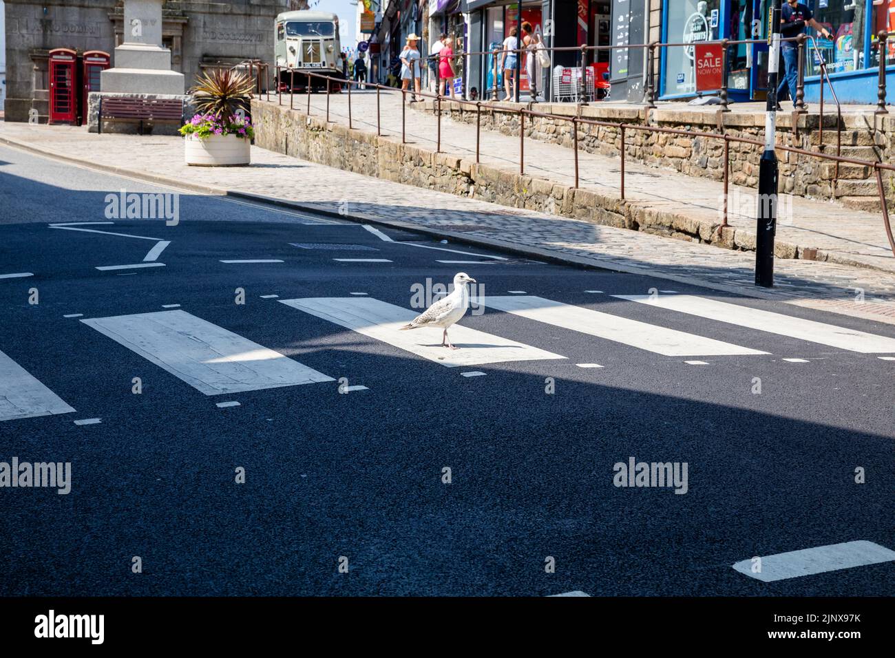A seagull walking across a Zebra Crossing on a sunny day in Penzance ...