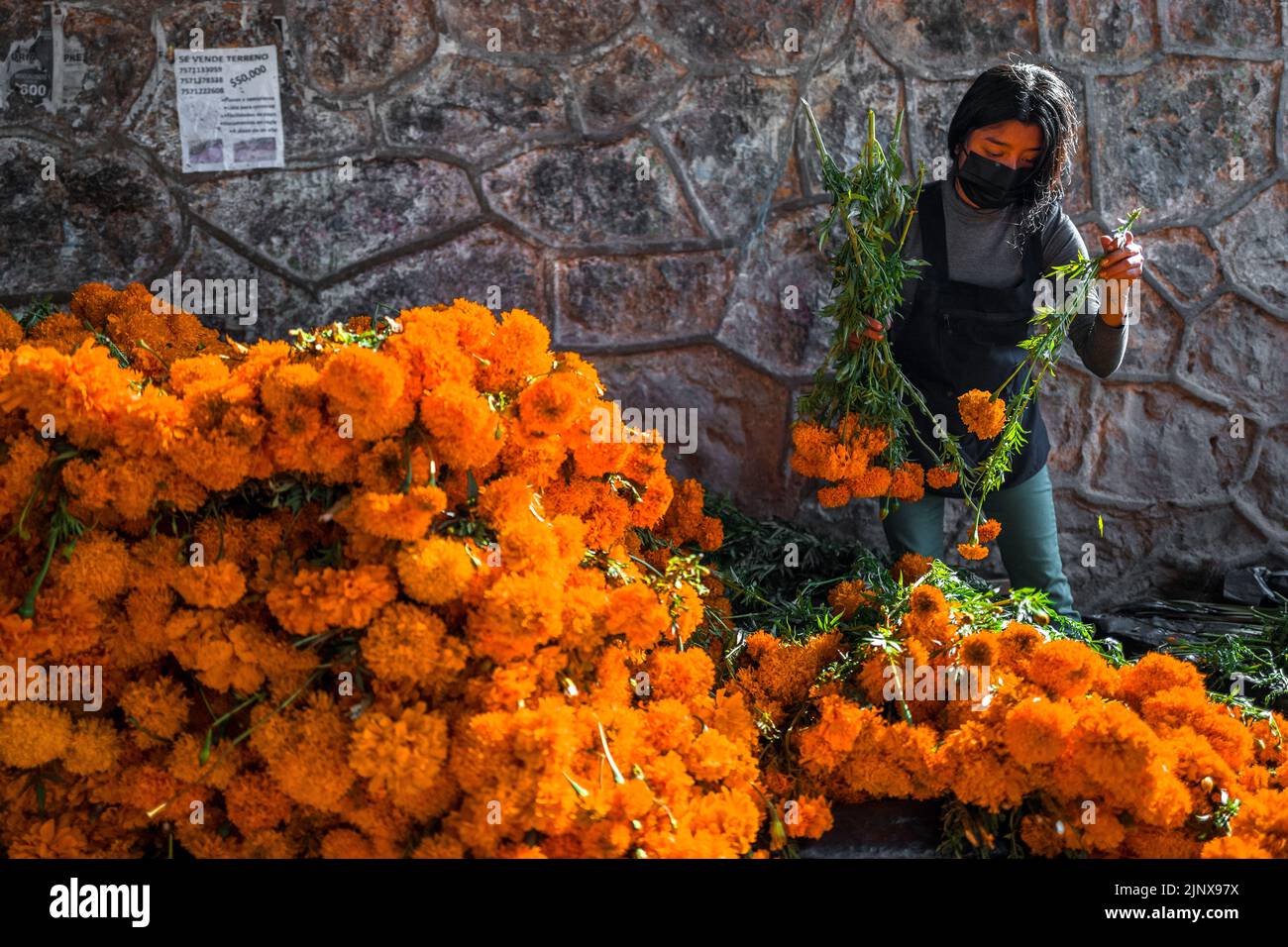 A young Mixtec woman sells bunches of marigold flowers for the Day of ...