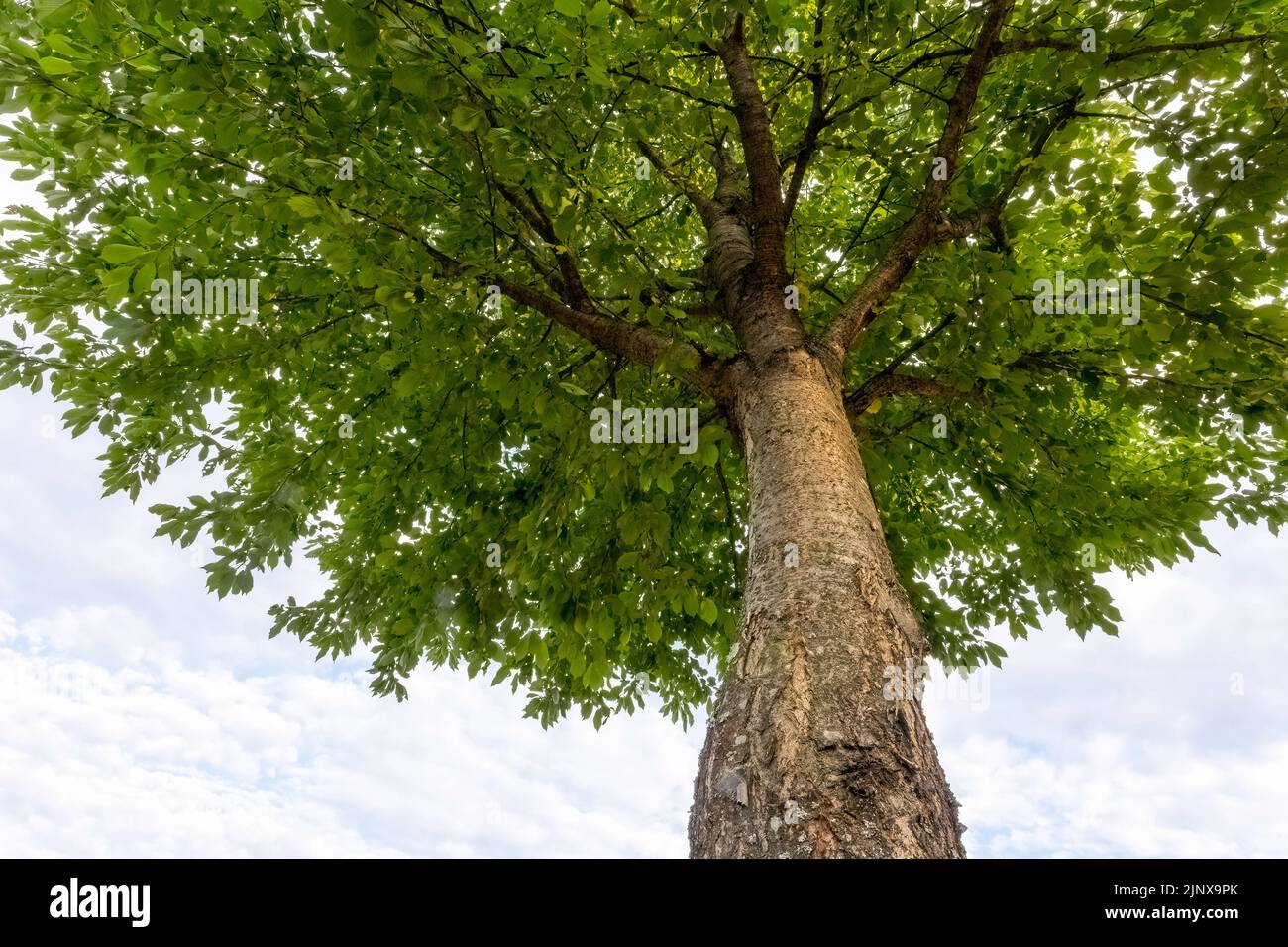 Cherry tree by wide angle Stock Photo - Alamy