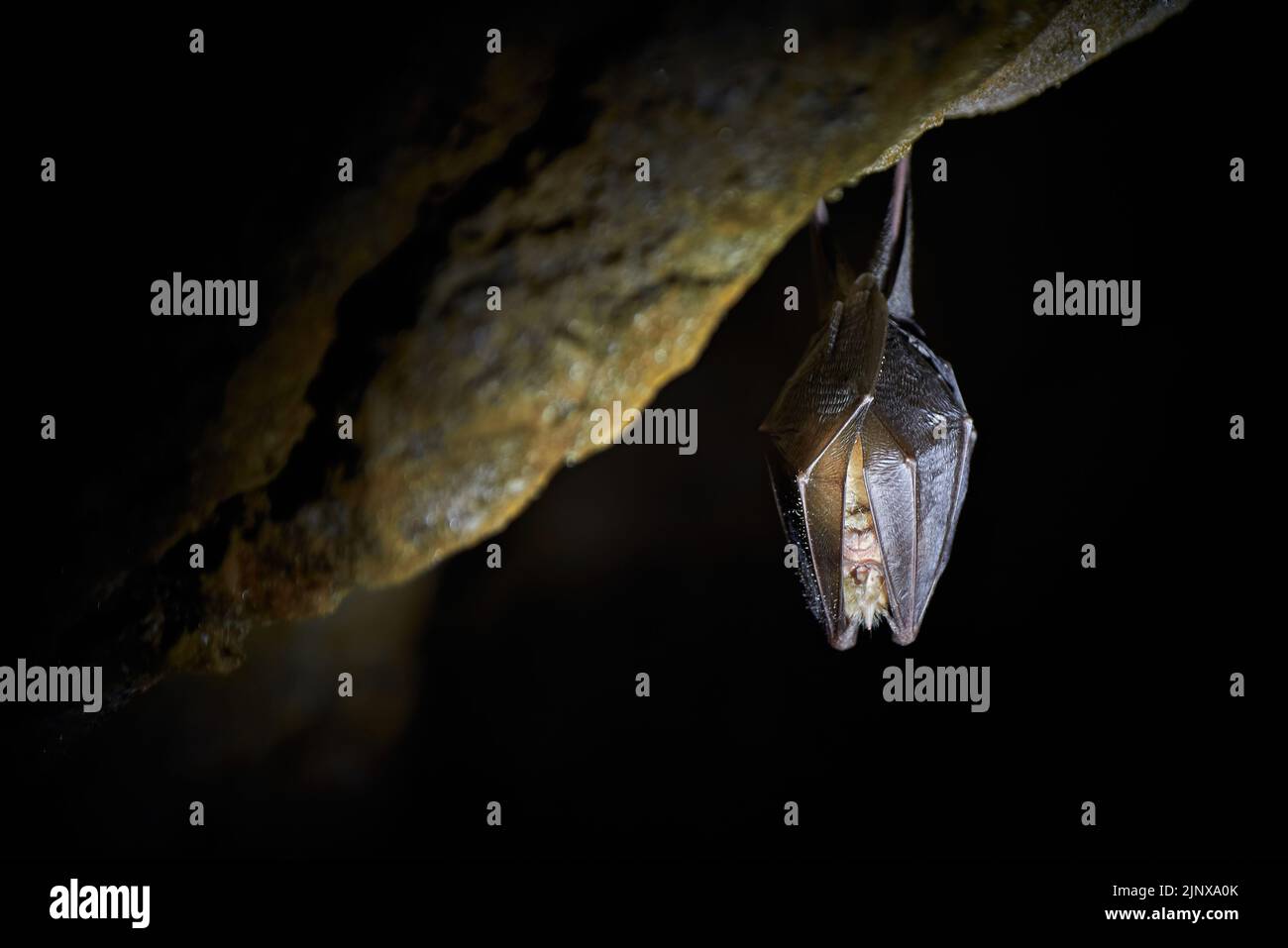 Lesser horseshoe bat hanging in a cave (Rhinolophus hipposideros Stock ...