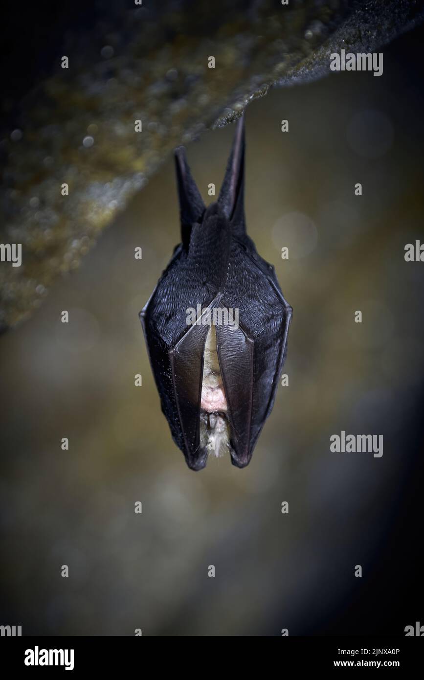 Lesser horseshoe bat hanging in a cave (Rhinolophus hipposideros Stock ...