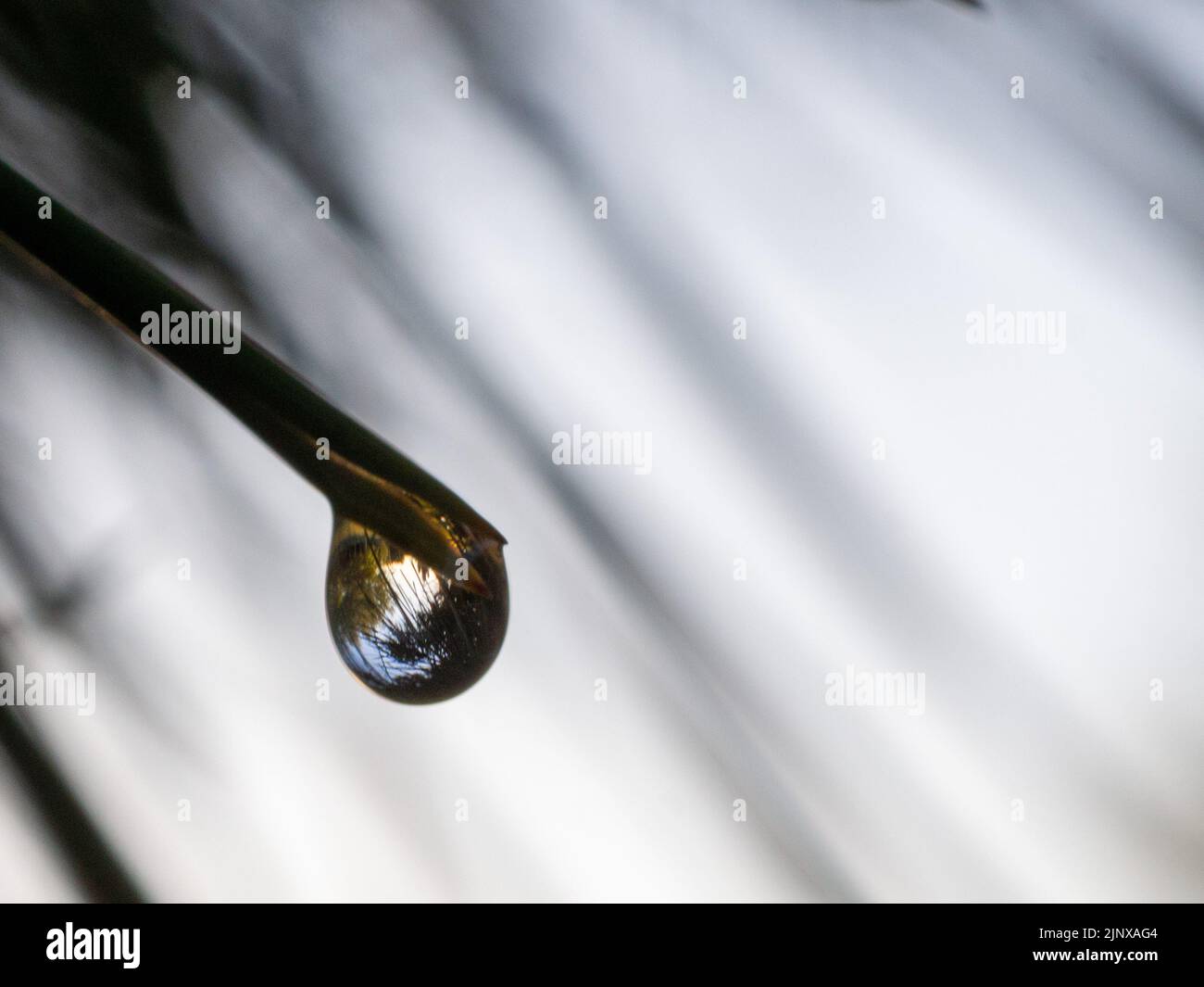 water droplets hanging from a thorn leaf of a tree Stock Photo - Alamy