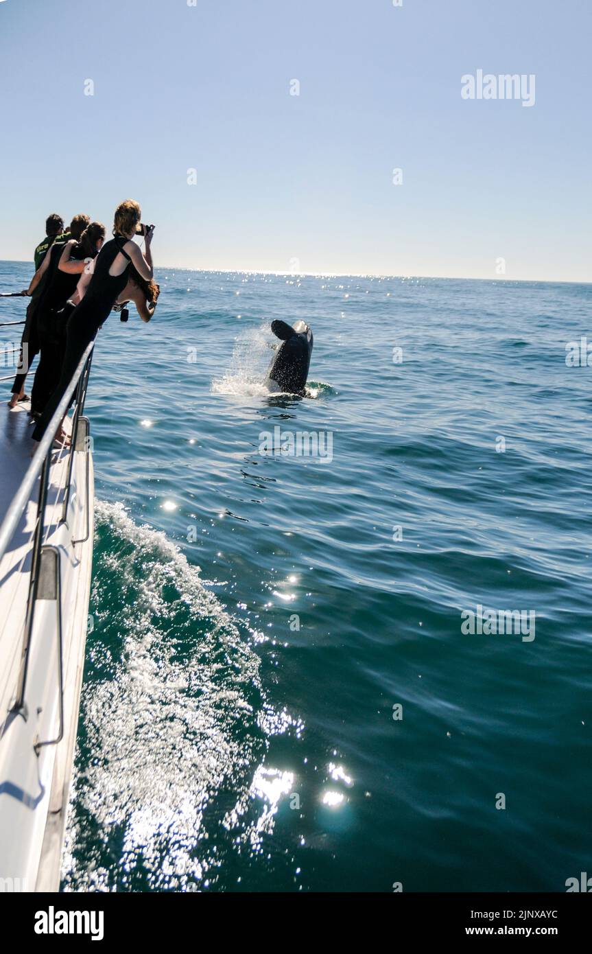 Killer whale orca splash hi-res stock photography and images - Alamy