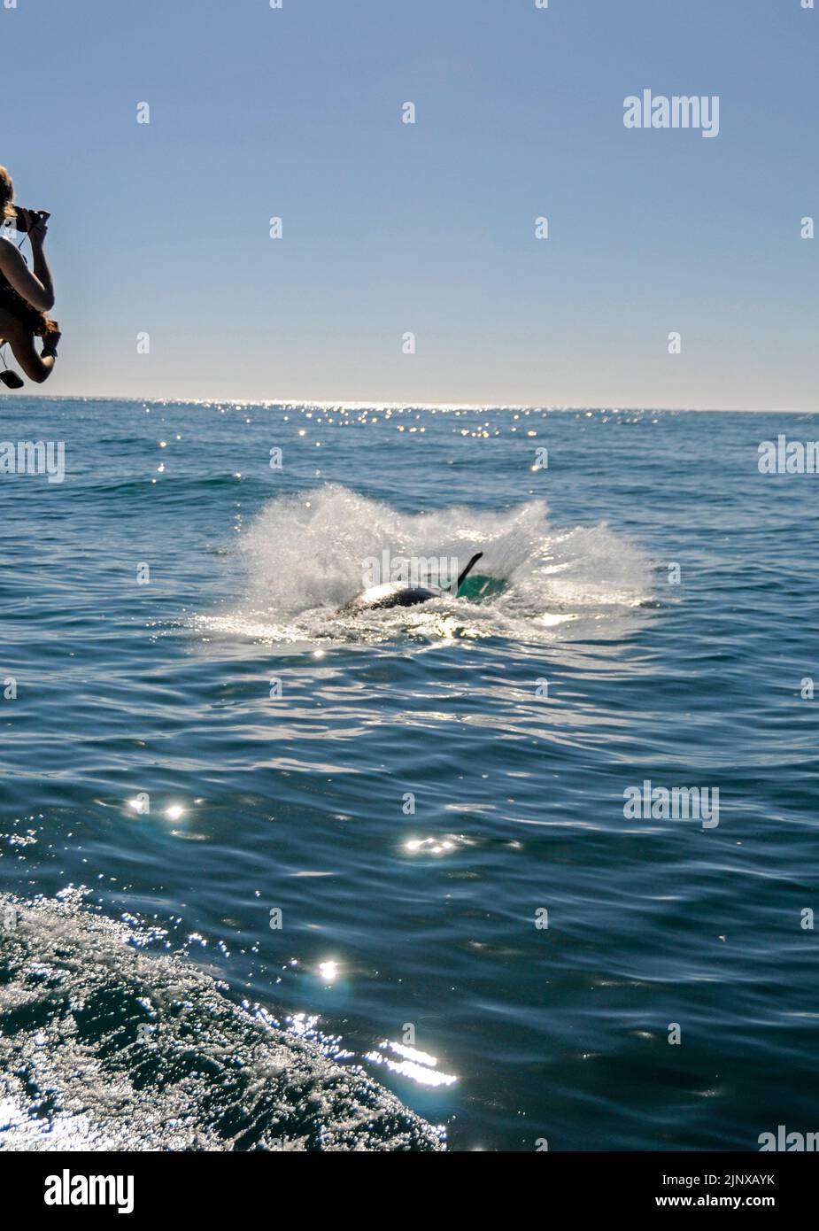 An Orca/killer Whale, making a splash near the tourist sightseeing boat ...