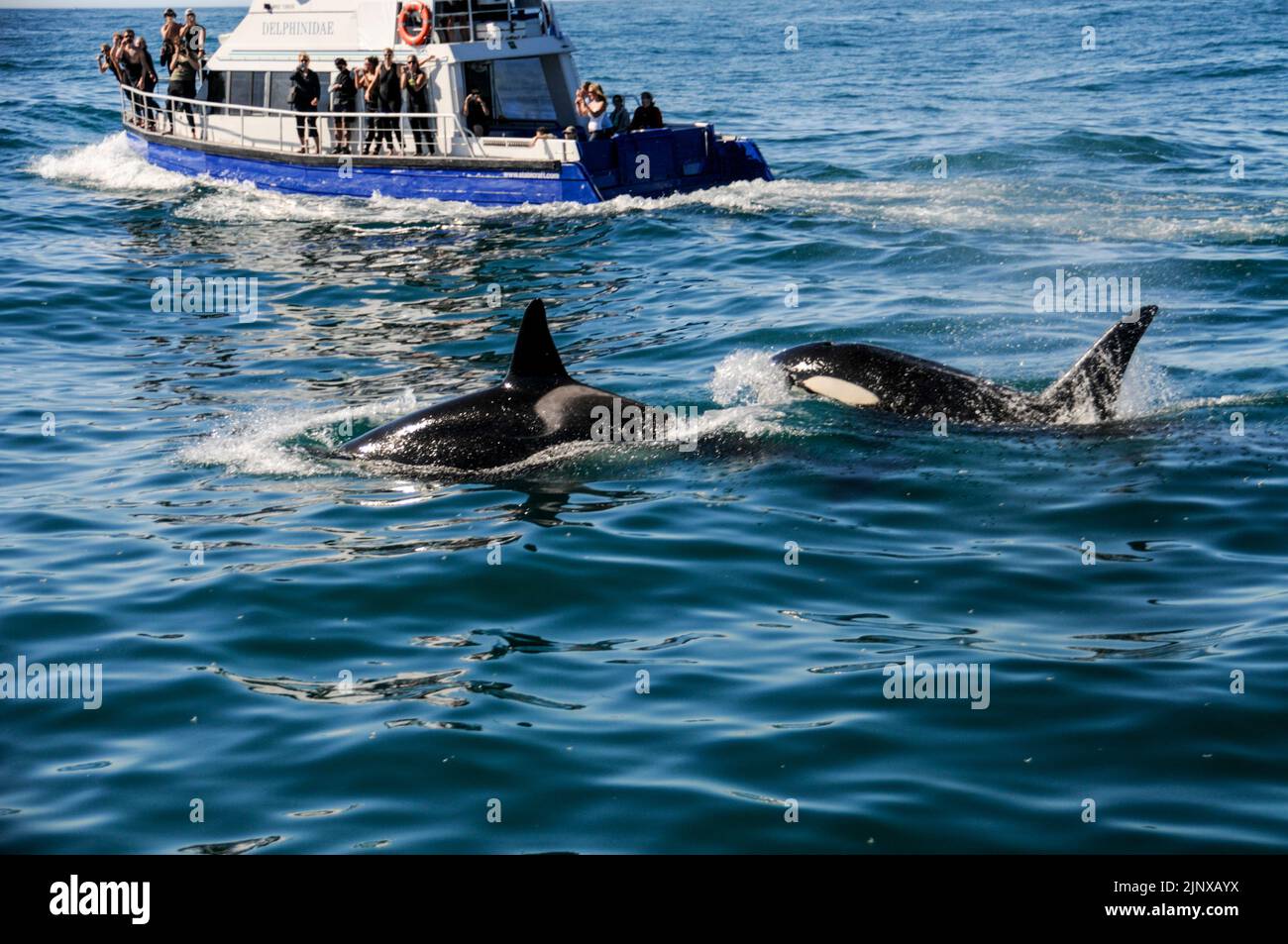 Nz seawatch hi-res stock photography and images - Alamy