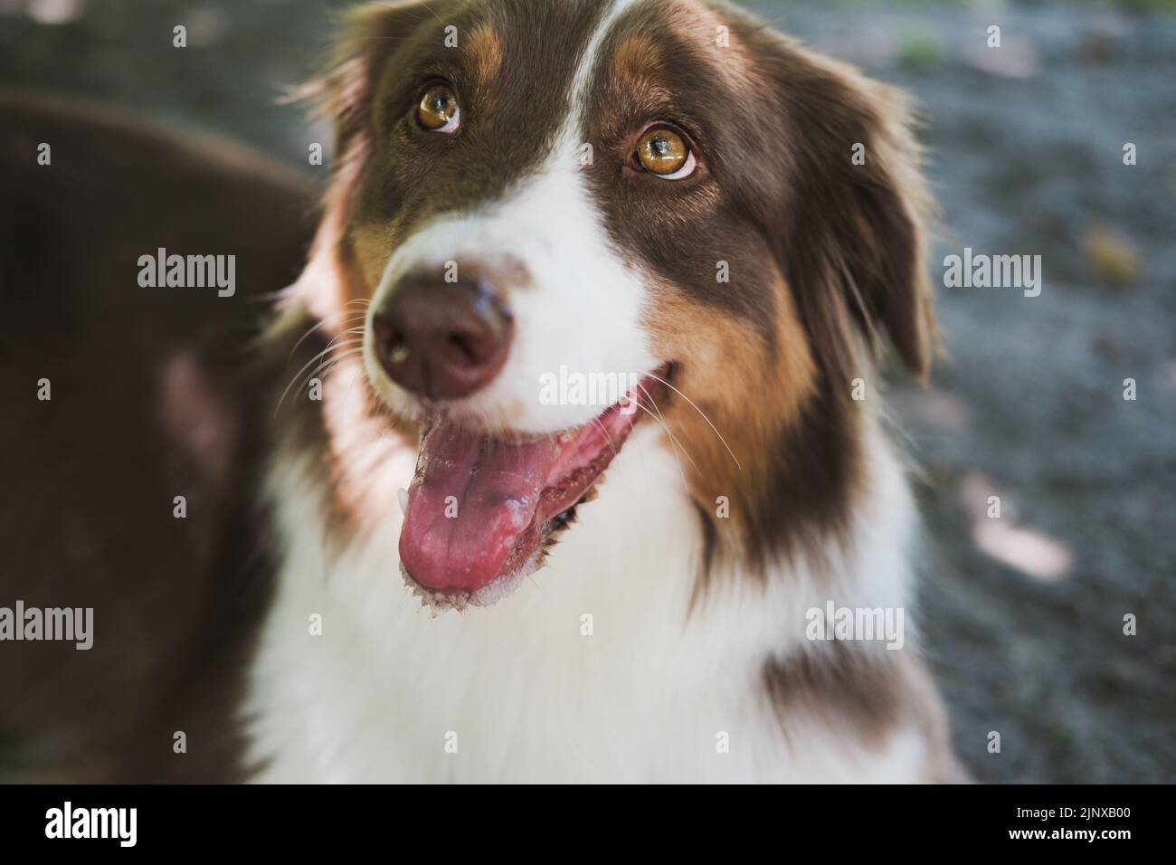 Aussie dog portrait, close-up. Overhead shot of an australian shepherd ...