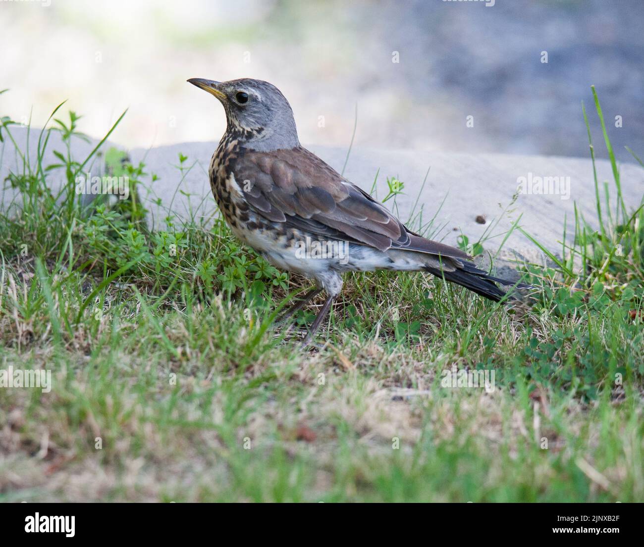 FIELDFARE on the ground a day in the garden Stock Photo - Alamy