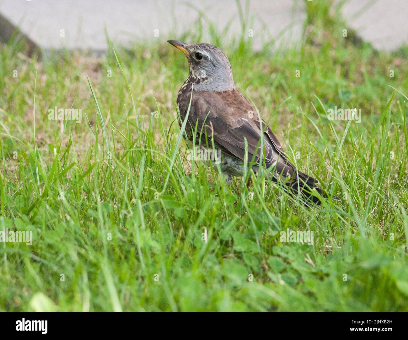 FIELDFARE on the ground a day in the garden Stock Photo - Alamy