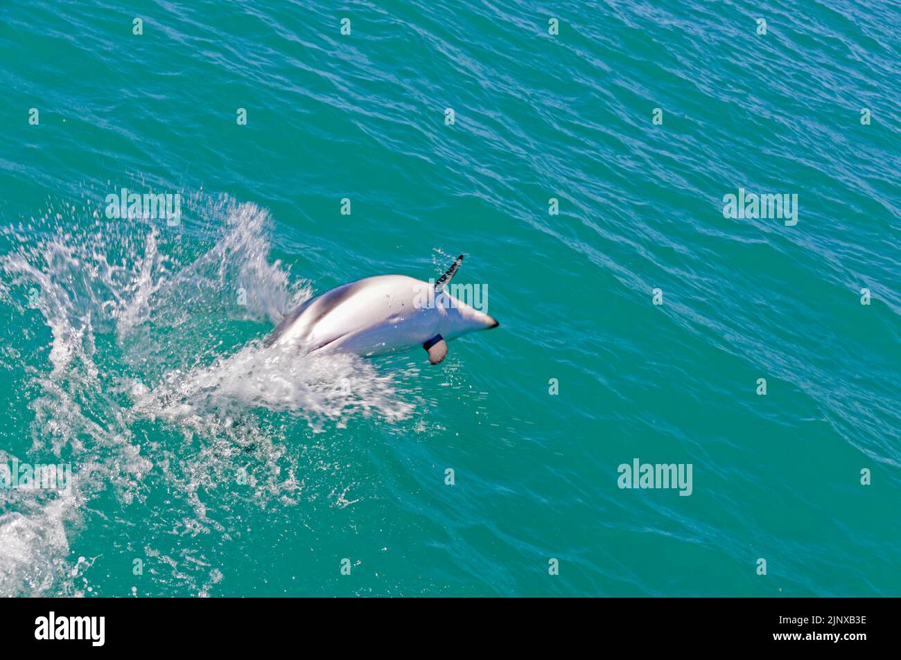 A Dusky dolphin (Lagenorhynchus obscurus) performing its remarkable ...
