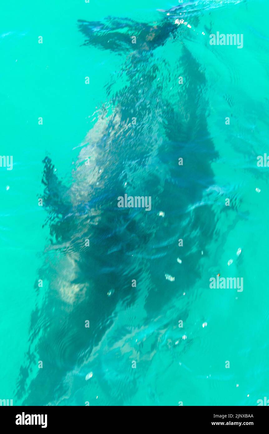 A Dusky dolphin mother and calf (Lagenorhynchus obscurus) in the ...