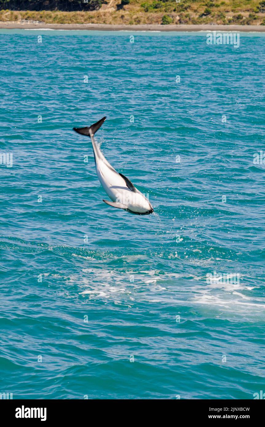 A Dusky dolphin (Lagenorhynchus obscurus) performing its remarkable ...