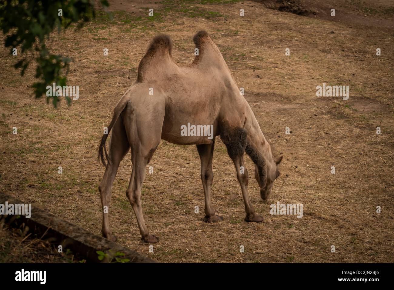 Dark brown camel hi-res stock photography and images - Alamy