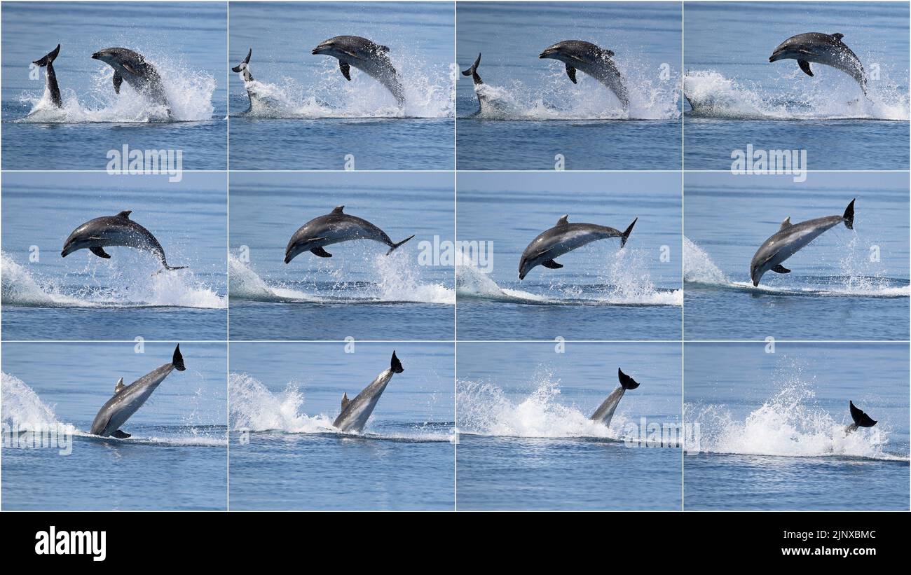 Collage of a bottlenose dolphin leaping Stock Photo - Alamy