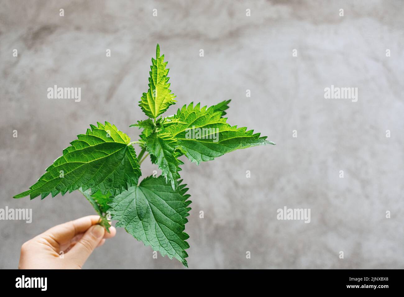 Green young bud of nettle in hand on gray background. Direct view ...