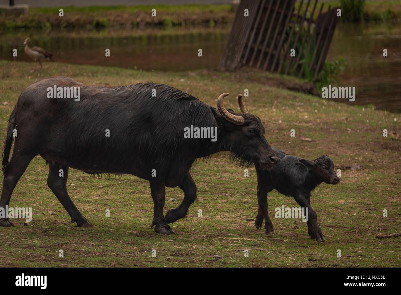 Water buffalo near dark dirty lake in cloudy summer hot day Stock Photo ...
