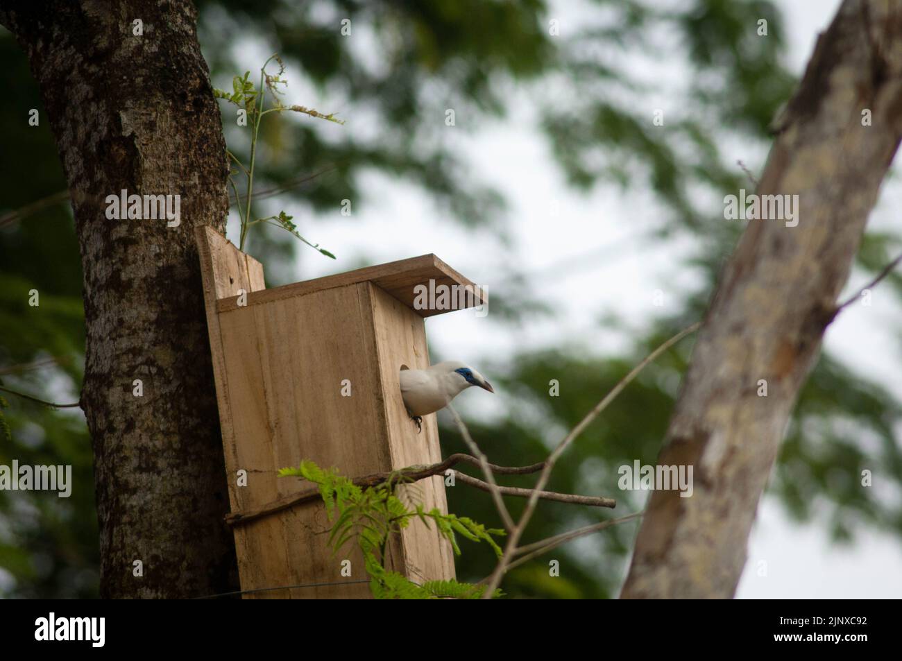 Bali starling breeding Stock Photo - Alamy
