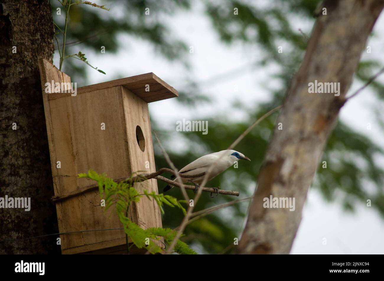 Bali starling breeding Stock Photo - Alamy
