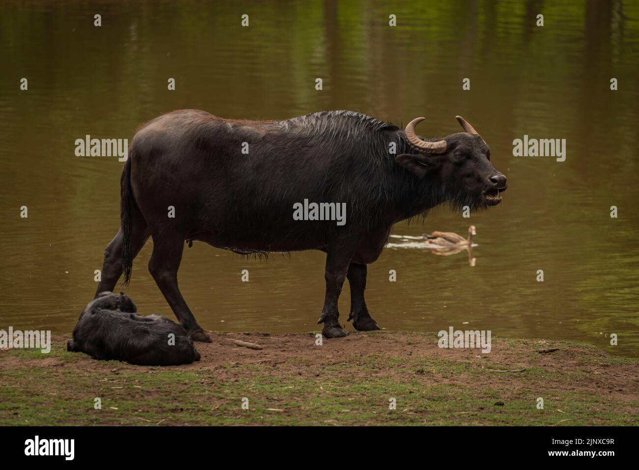 Water buffalo near dark dirty lake in cloudy summer hot day Stock Photo ...