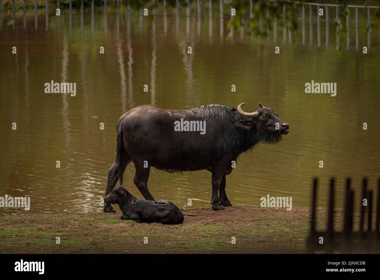 Water buffalo near dark dirty lake in cloudy summer hot day Stock Photo ...