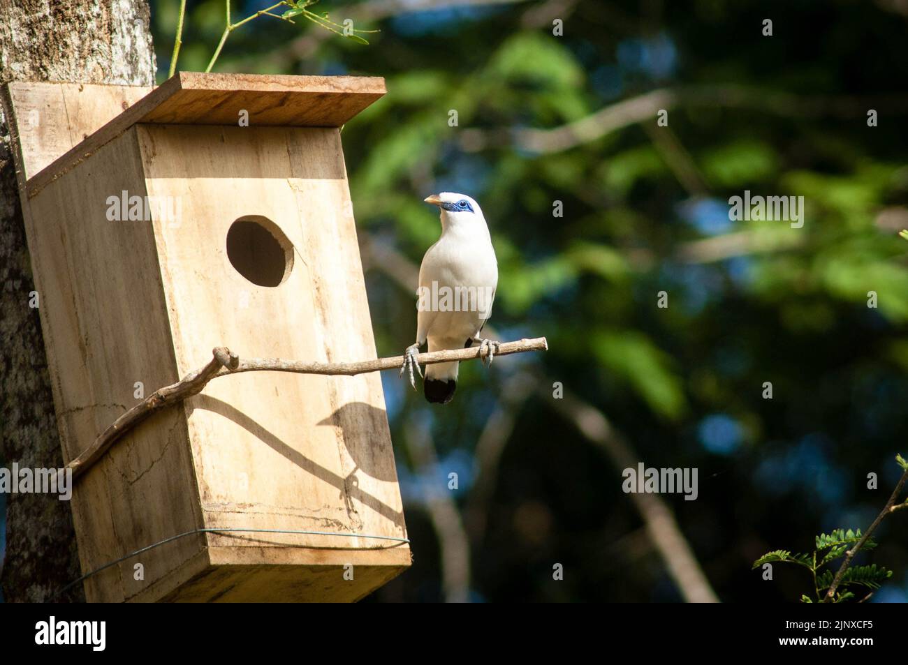 Bali starling breeding Stock Photo - Alamy