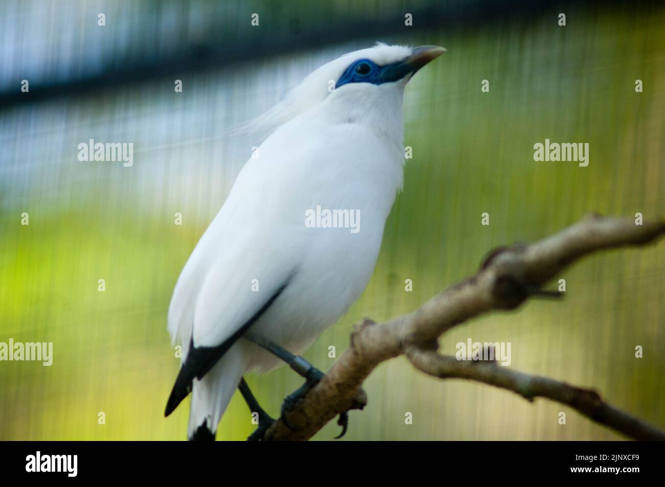Rare bird bali starling mynah white hi-res stock photography and images ...