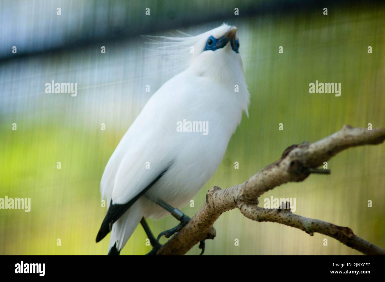 Rare bird bali starling mynah white hi-res stock photography and images ...