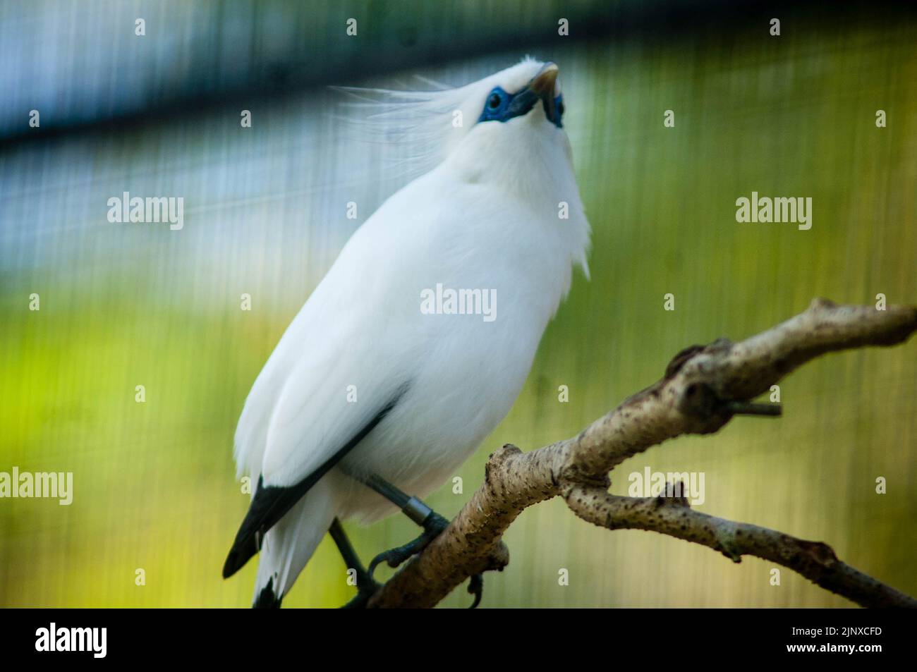 Rare bird bali starling mynah white hi-res stock photography and images ...