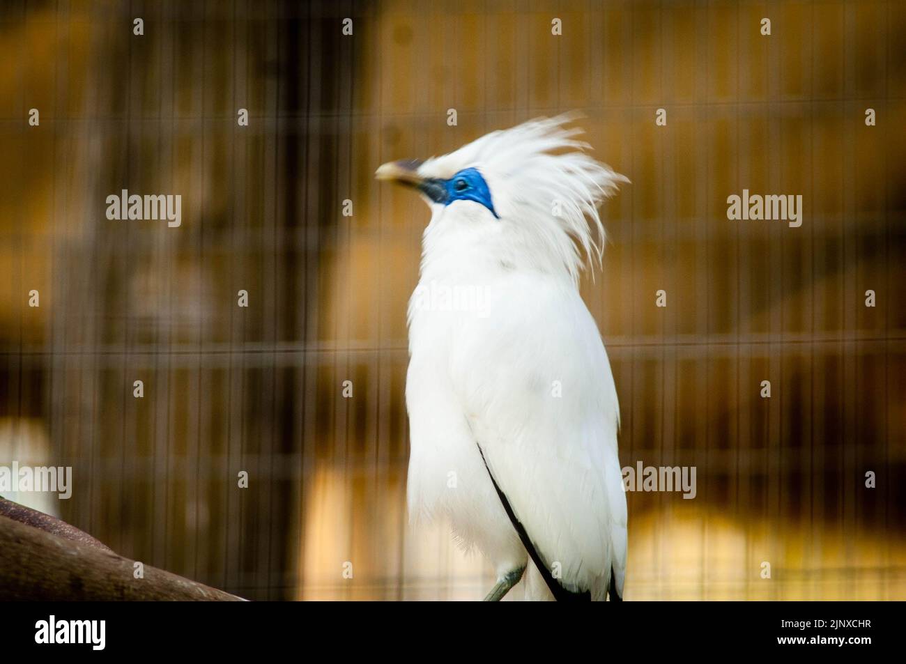 Rare bird bali starling mynah white hi-res stock photography and images ...