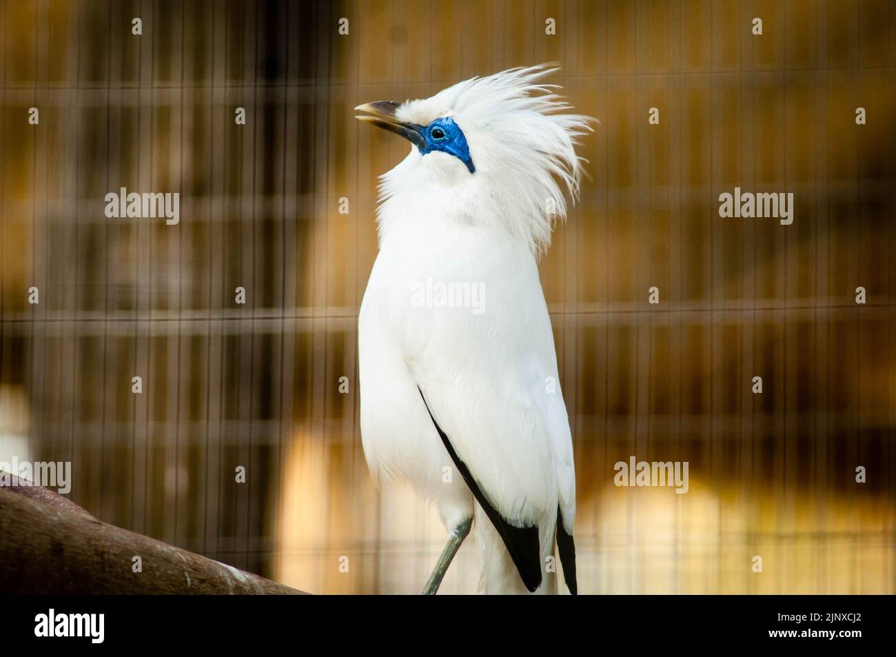 Rare bird bali starling mynah white hi-res stock photography and images ...