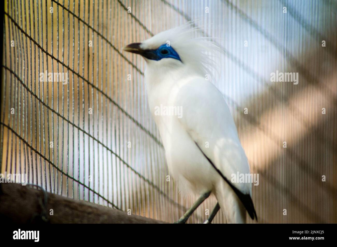 Rare bird bali starling mynah white hi-res stock photography and images ...